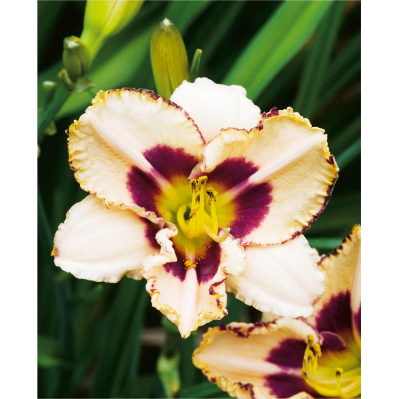 Hemerocallis 'Calico Jack'