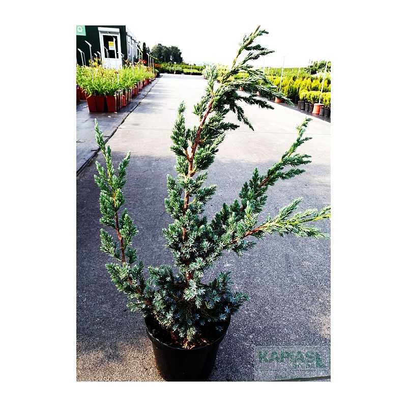 Juniperus squamata 'Meyeri'
