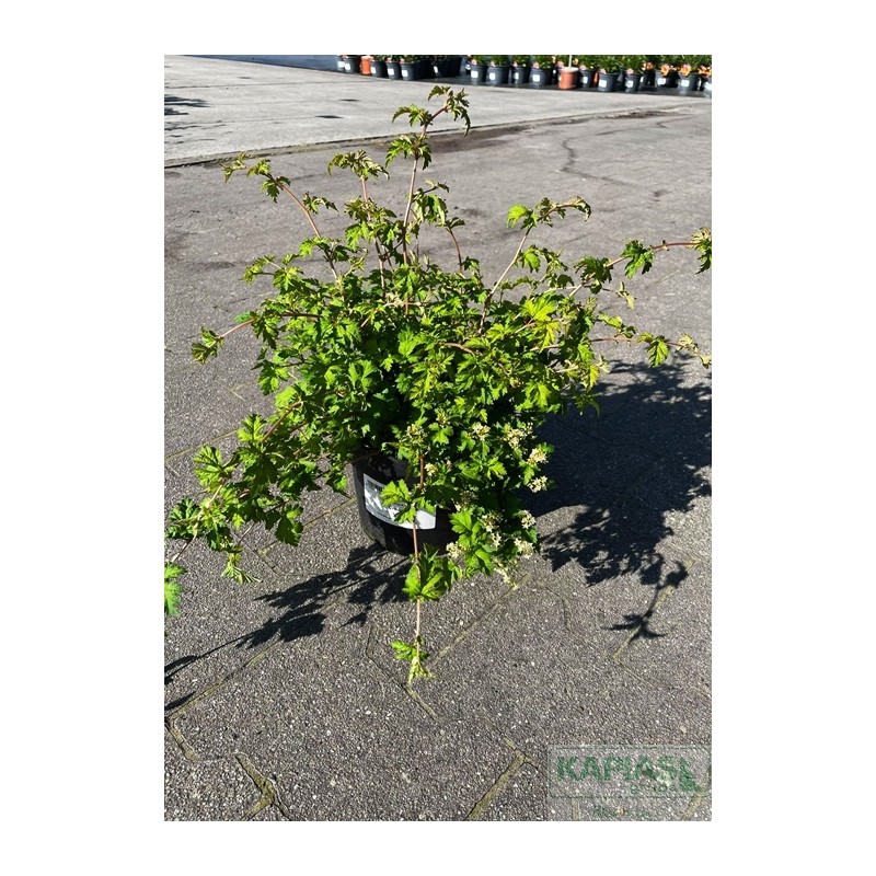 Stephanandra incisa 'Crispa'