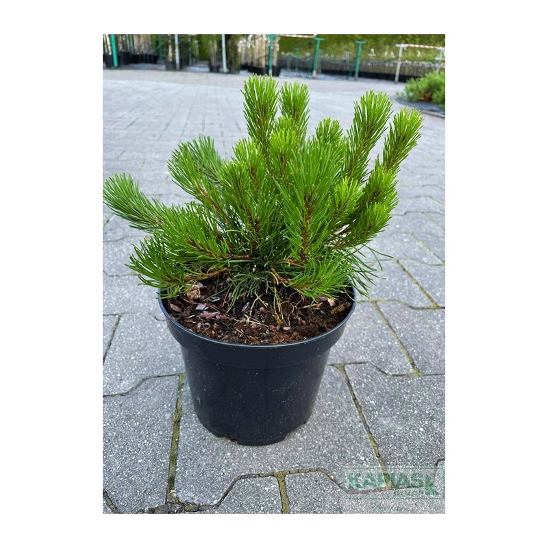 Pinus mugo var. pumilio