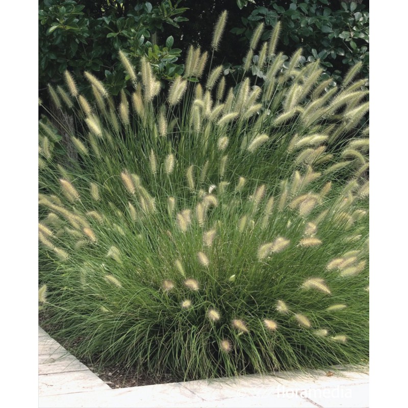 Pennisetum alopecuroides 'Hameln'