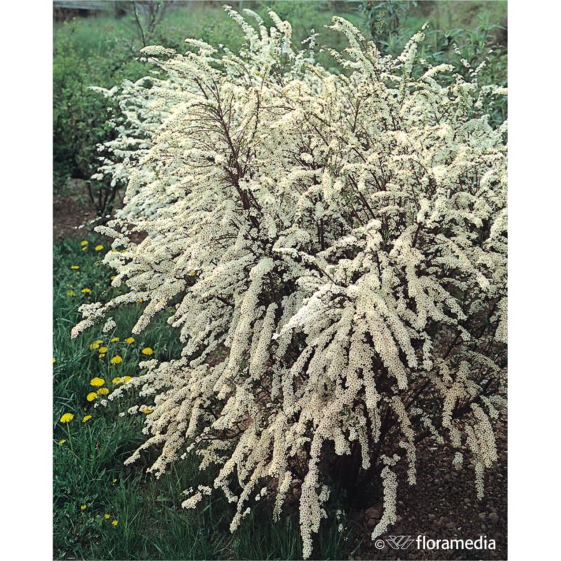 Spiraea arguta x