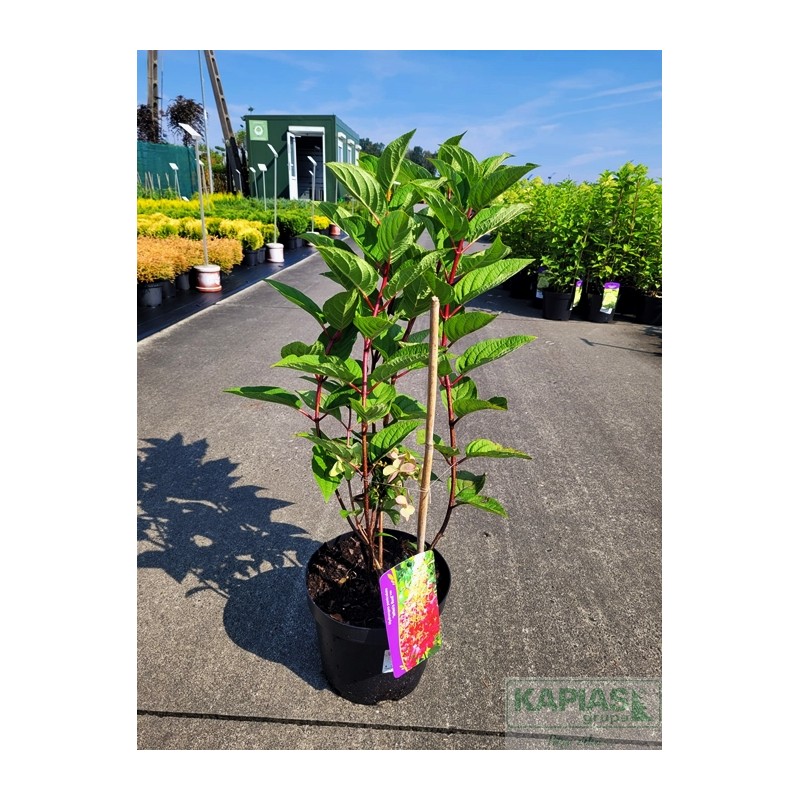 Hydrangea paniculata 'Wim's Red' PBR