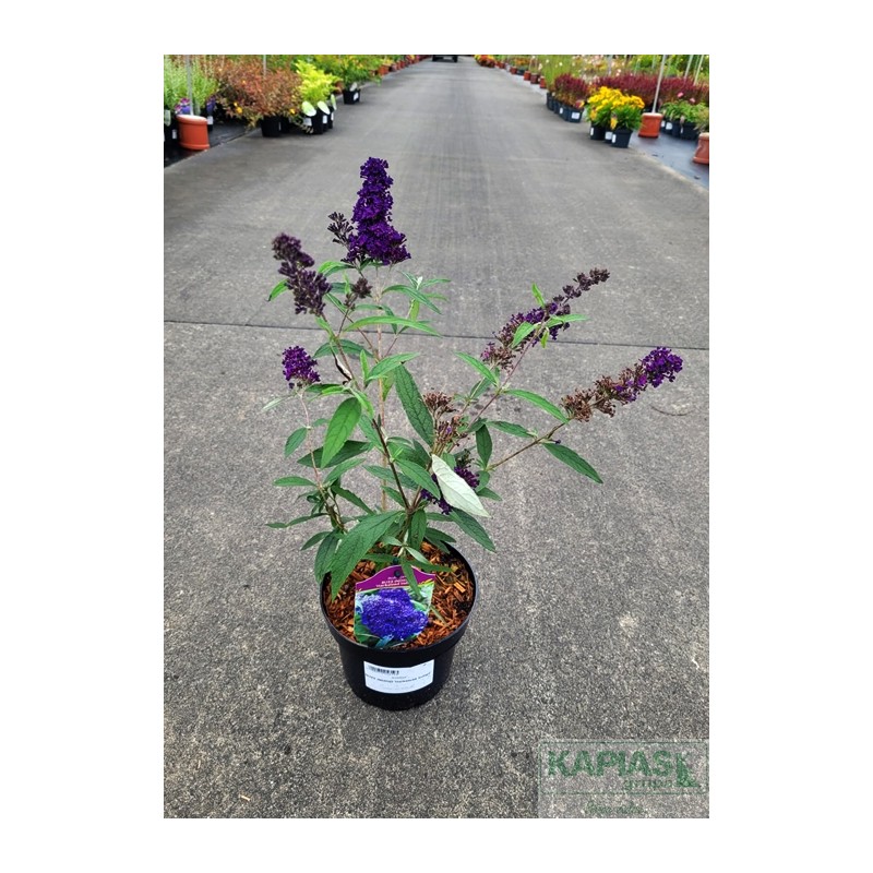 Grupa Kapias - sprzedaż hurtowa