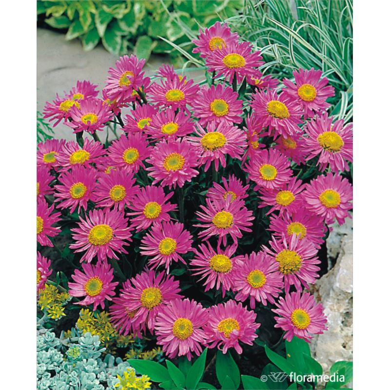 Aster alpinus 'Happy End'